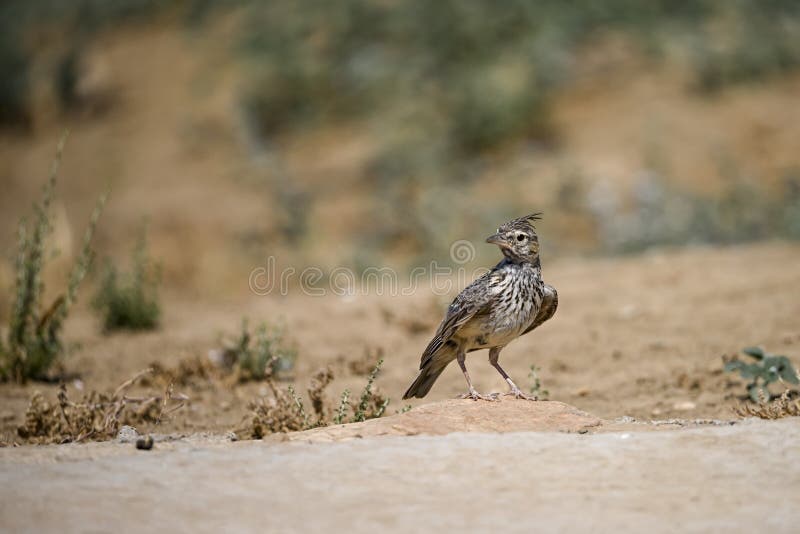 Birds in Freedom and in Their Environment Stock Image - Image of ...