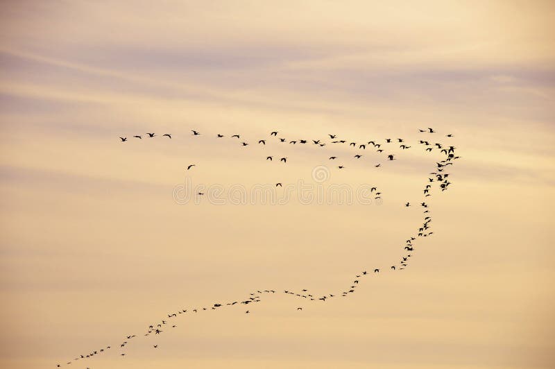 Flock or Band, or Also Flock, Group of Birds of the Same Species. Stock ...