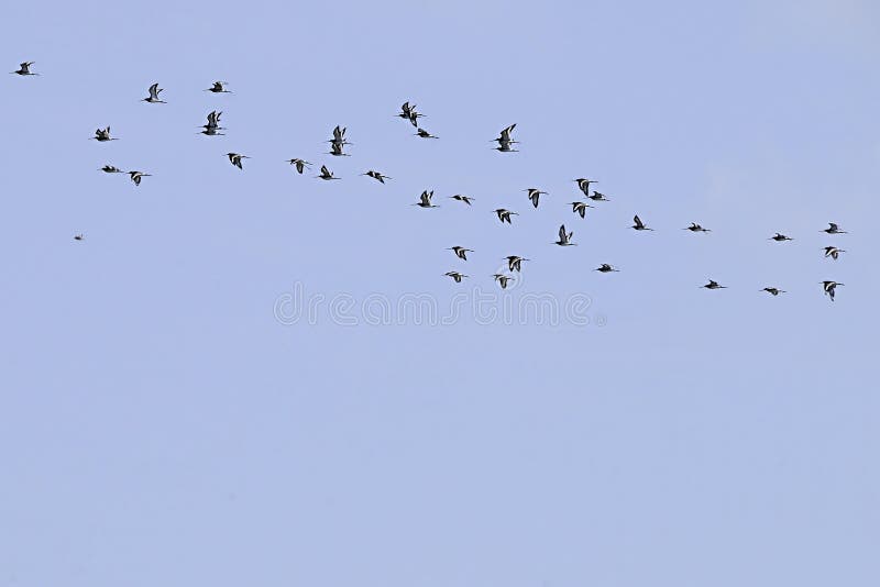 Flock or Band, or Also Flock, Group of Birds of the Same Species. Stock ...