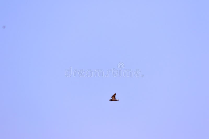 Birds freely flying stock image. Image of feathered - 206985977