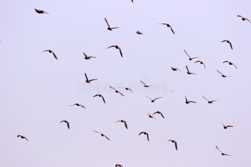 Birds freely flying stock image. Image of peace, isolated - 206993483