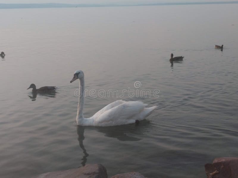 Birds stock image. Image of beauty, lake, birds, balaton - 173933331