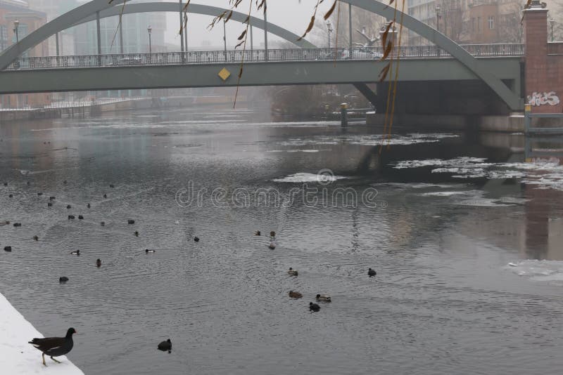 Birds in a Frozen River and a Bridge Stock Image - Image of blue, happy ...