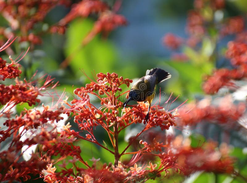Birds in the Garden Beautiful Flowers. Stock Photo - Image of beautiful ...