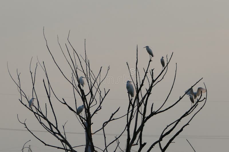 Birds in the Tree in the Evening Stock Image - Image of spend, twig ...