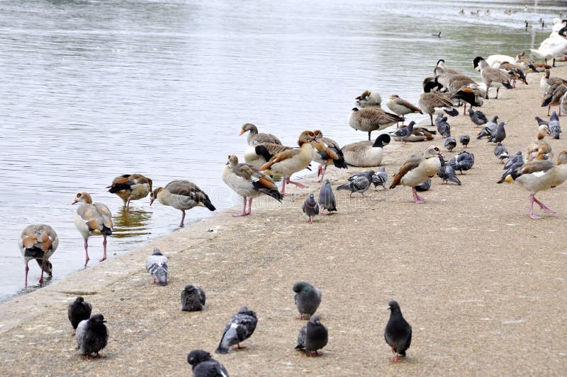 Birds Gathering on Bird Bath Stock Image - Image of sparrows, flying ...