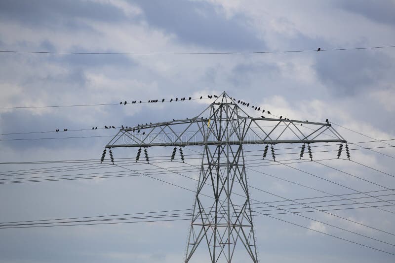 Birds Power Lines Stock Photos - Download 693 Royalty Free Photos