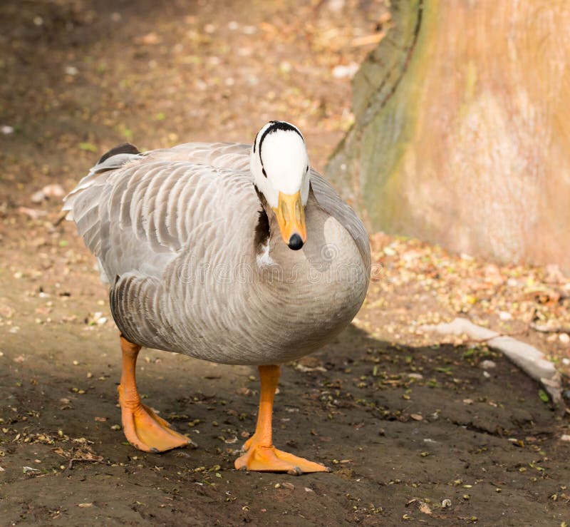 Birds of geese in the zoo stock image. Image of geese - 193485331