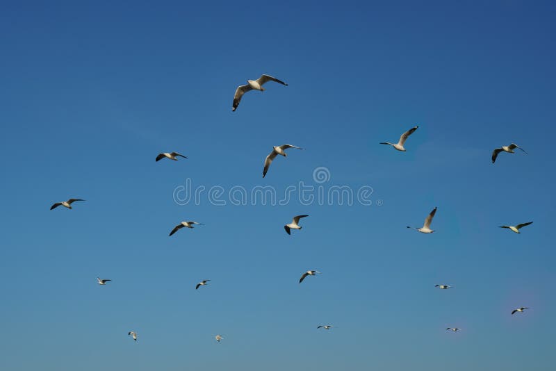 Birds gliding on clear sky stock image. Image of scene - 89916067