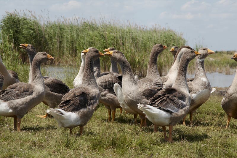 Birds goose_2 stock photo. Image of gander, farming, scotland - 54159388