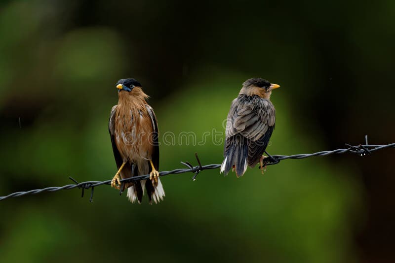 Birds Drying Their Wings on an Anchor Rope Stock Image - Image of ...