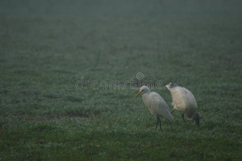 Birds on grass stock photo. Image of waterfowl, birds - 201904308