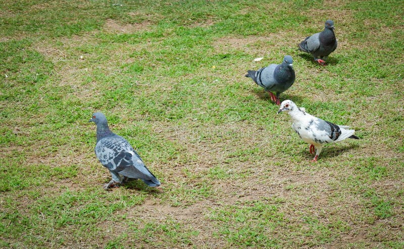 Birds in grass field stock photo. Image of farm, color - 97062724