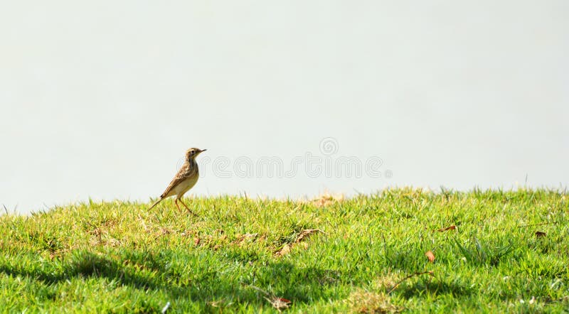 Birds in grass field stock photo. Image of farm, color - 97062724