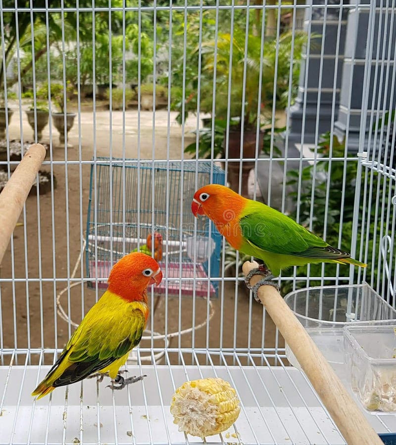 Birds Fly in the Green Grass Behind Which There is a Hill Stock Photo ...