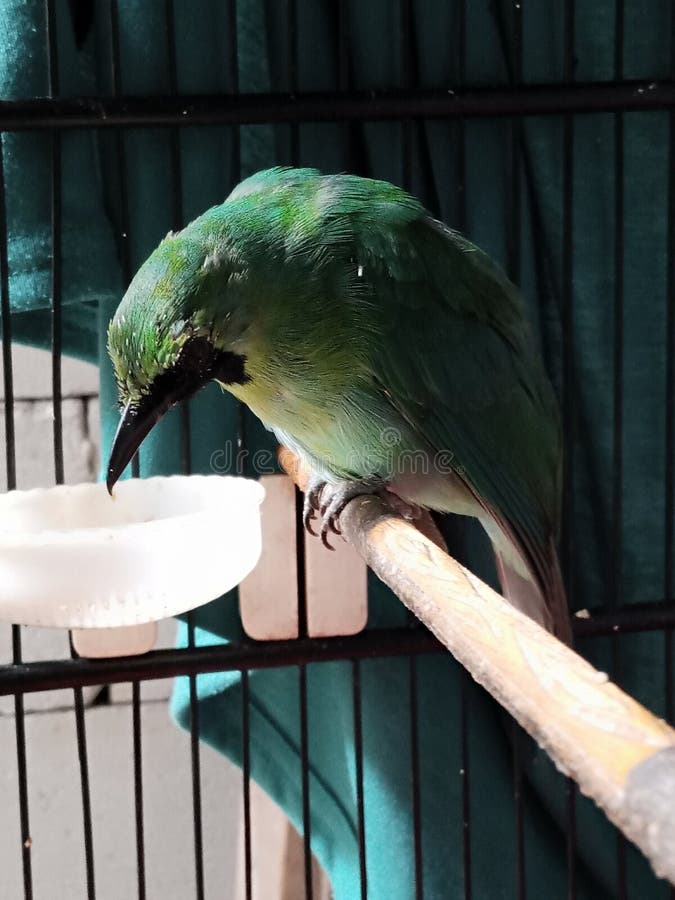 Birds Fly in the Green Grass Behind Which There is a Hill Stock Photo ...