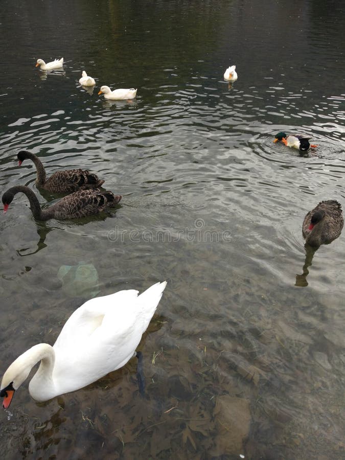 Birds Weekend Break stock photo. Image of weekend, greets - 132937332