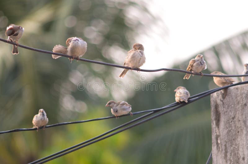 Birds grooming themselves stock image. Image of feather - 147041975