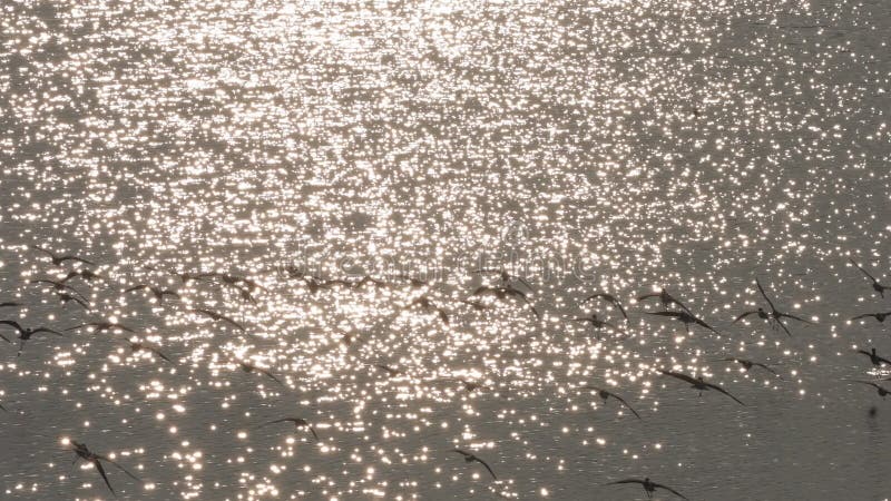 Birds Flying Over Water with Sunlight Reflection. Stock Footage - Video ...