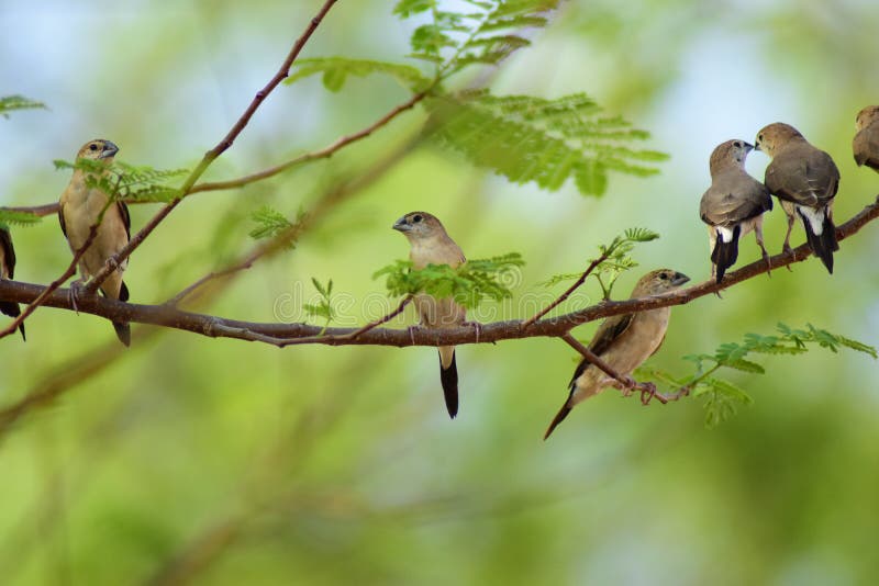 Birds group stock photo. Image of couple, love, sweet - 91788832