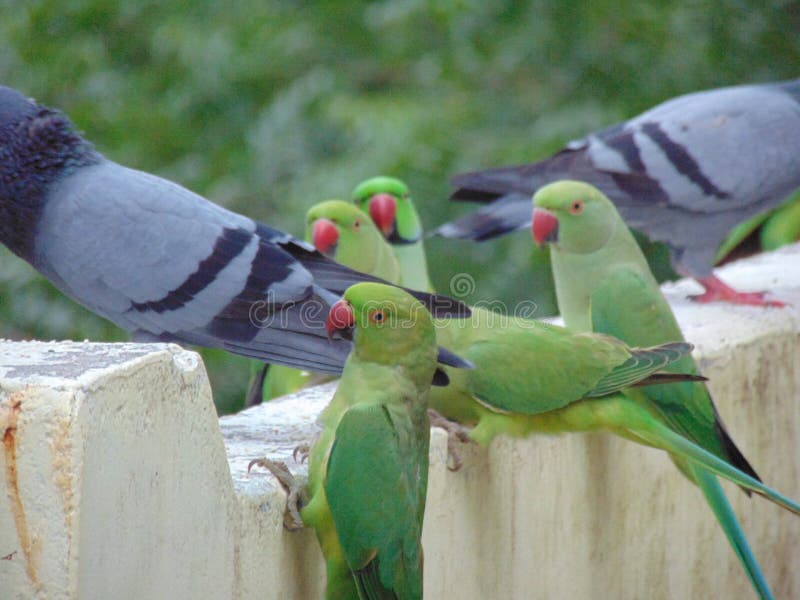 Birds group stock photo. Image of group, birds, eating - 126776700
