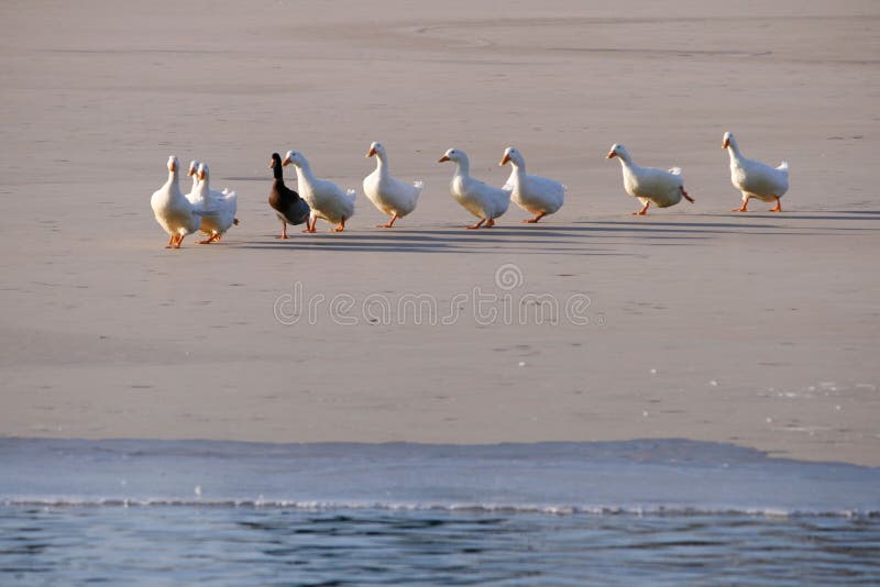 Birds stock photo. Image of malard, frozen, beijing, bird - 36167234