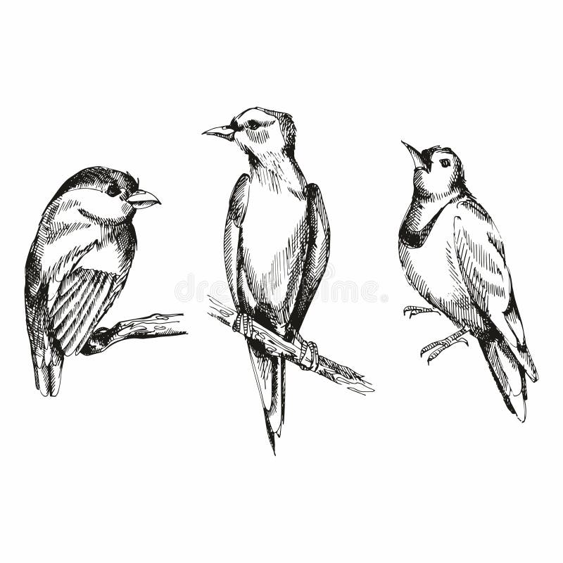 Birds. Hand drawing stock vector. Illustration of outline - 90215123