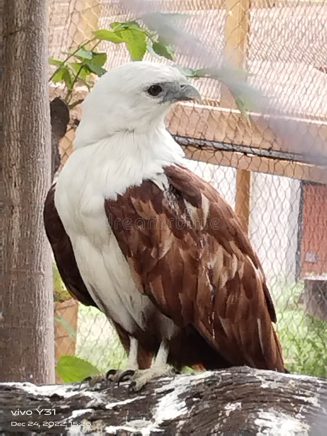 Birds, Handsome, Zoo, Solo, Brown Stock Photo - Image of animal, eagle ...