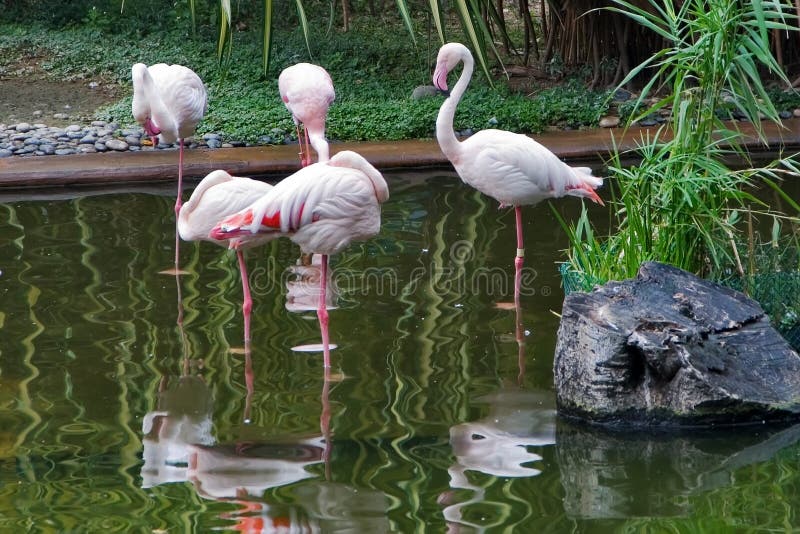 Birds have a rest. stock photo. Image of mobility, crayon - 41966892