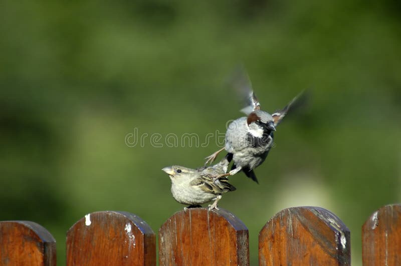 Birds Having Sex Stock Image Image Of Momment Feathered 392901