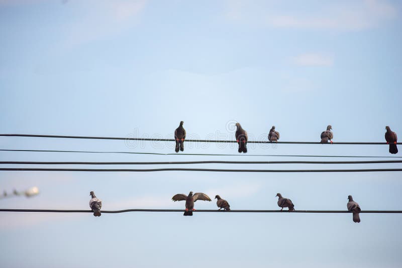 Birds on the High Voltage Cable Stock Image - Image of live, danger ...