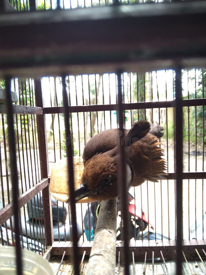 Birds in home stock photo. Image of sumatra, animals - 208182468