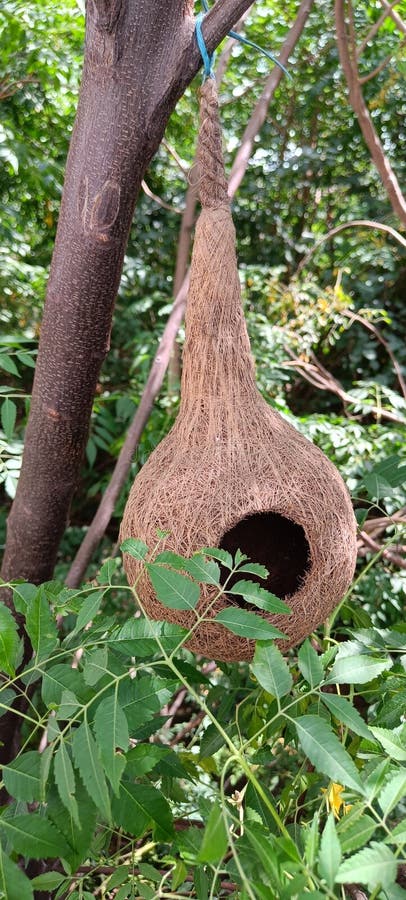 Birds Home in Forests , Hanging Tree. Stock Photo - Image of forests ...