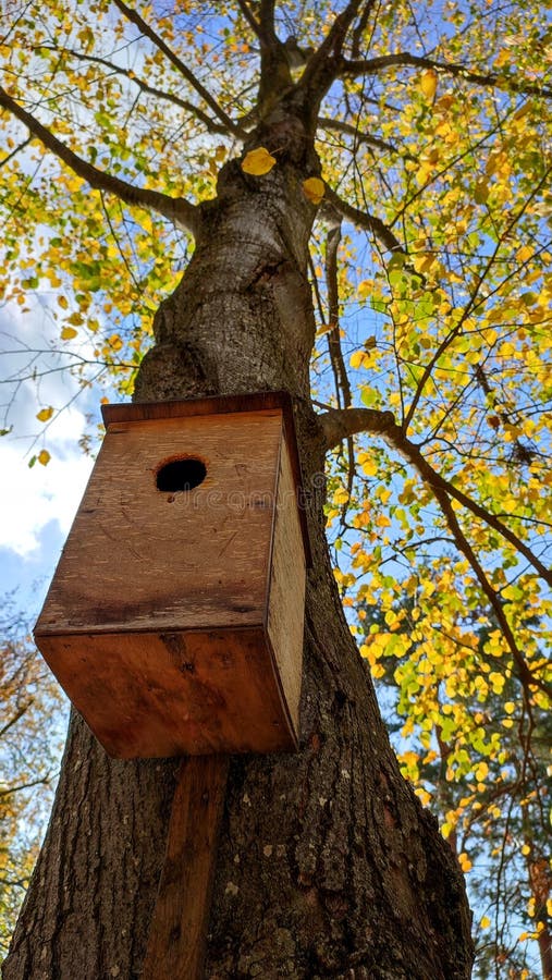 Birds home on the tree stock image. Image of sunlight - 260586239