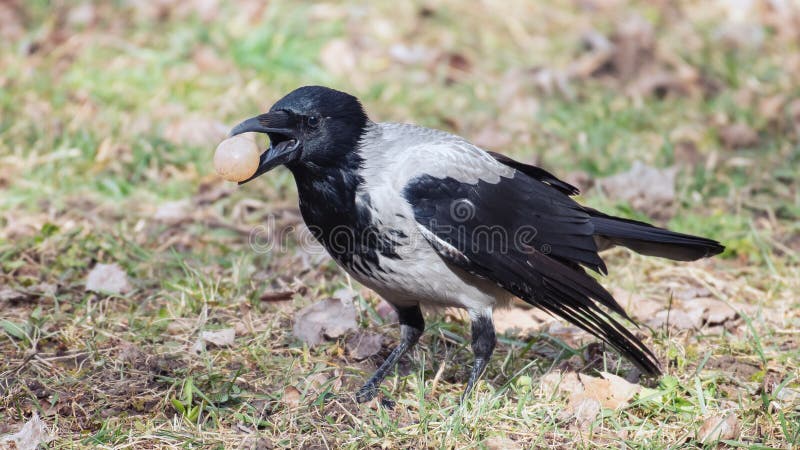 Birds Hooded Crow Corvus Cornix Stock Photo - Image of wild, natural ...