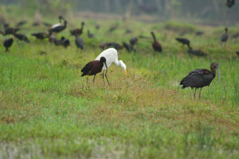 Birds on hunting stock image. Image of grass, wildlife - 182779573