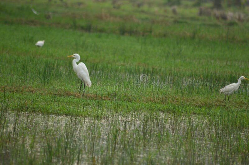 Birds on hunting stock image. Image of wetland, waterbird - 182794655
