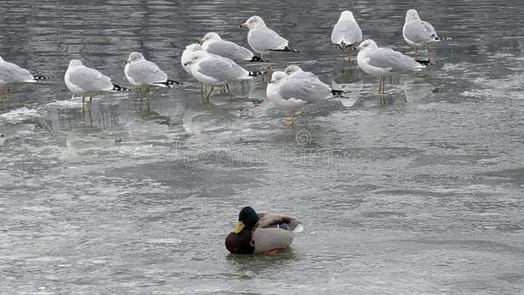 Birds on ice stock photo. Image of seabird, shorebird - 363524408