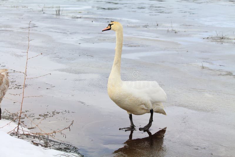 Birds on ice stock photo. Image of drink, shore, nature - 127844420