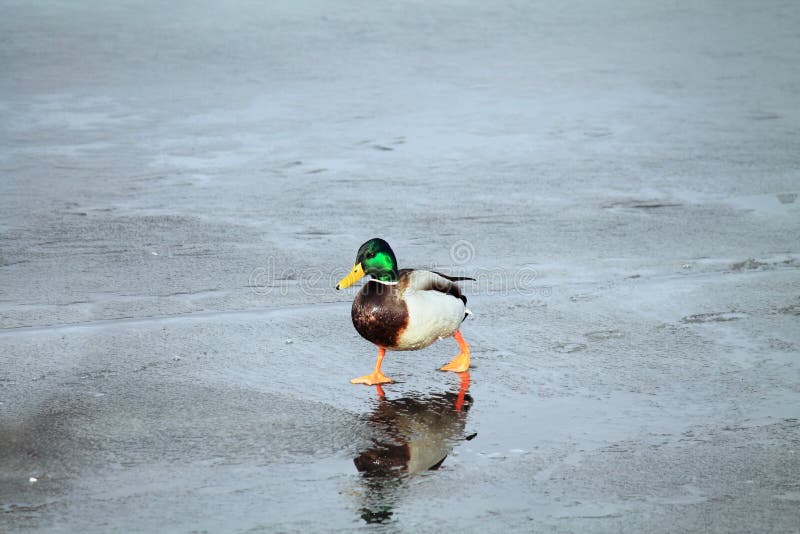 Birds on ice stock image. Image of pair, duck, nature - 127844479