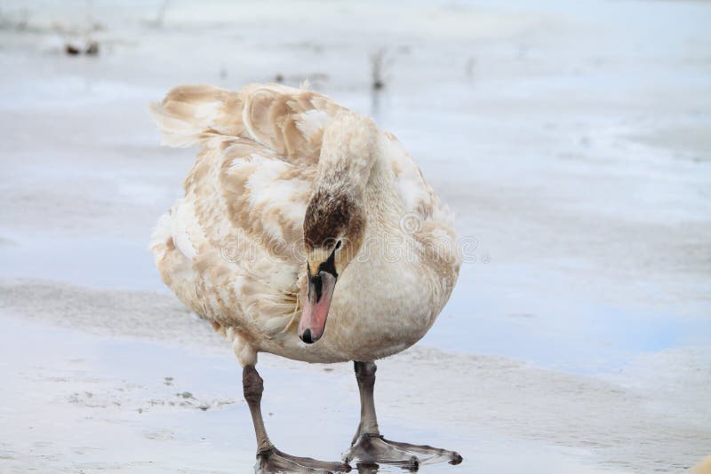 Birds on ice stock image. Image of cloud, goose, feathers - 127844603