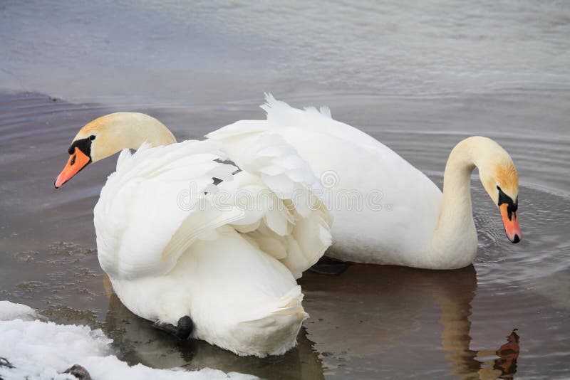 Birds on ice stock image. Image of drake, birds, pair - 127844425
