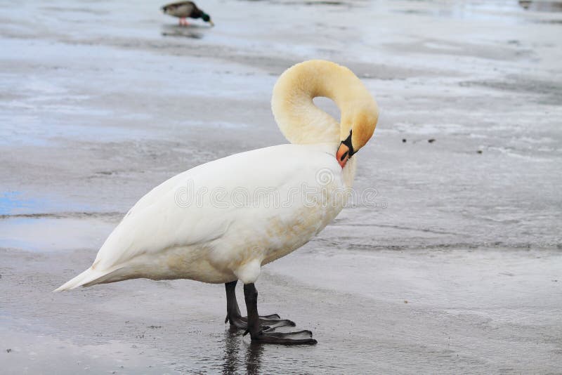 Birds on ice stock photo. Image of romance, animal, birds - 127844432