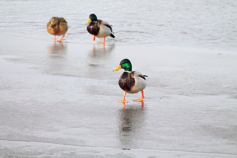 Birds on ice stock photo. Image of drink, shore, nature - 127844420