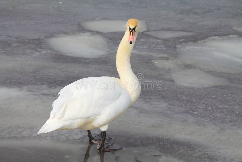 Birds on ice stock photo. Image of romance, animal, birds - 127844432