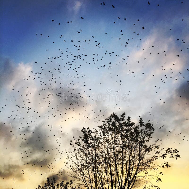 Birds Immigration stock image. Image of beautiful, istanbul - 53770859