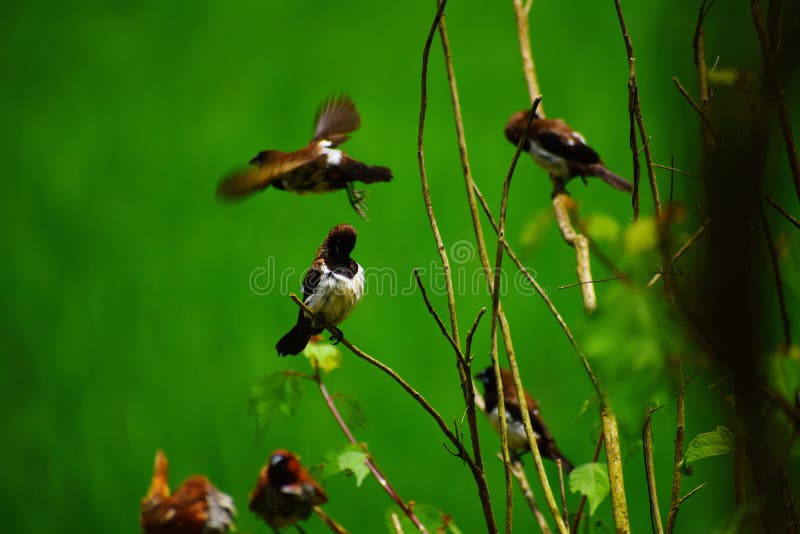 Birds in indian flying stock photo. Image of flying - 125094788