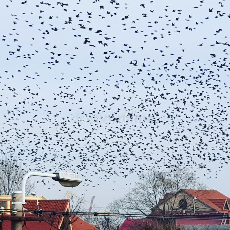 Thousands birds stock photo. Image of color, safari, reserve - 13536924