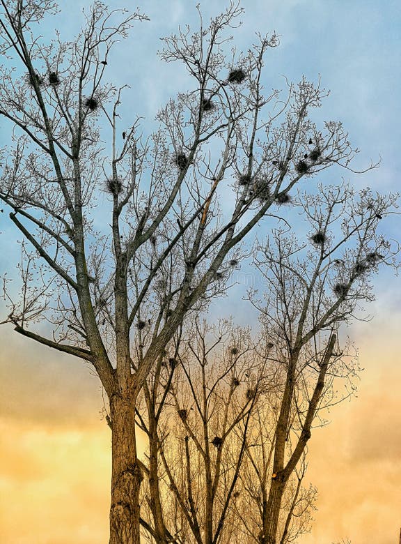 Birds invasion stock photo. Image of sunset, nest, invasion - 113217724