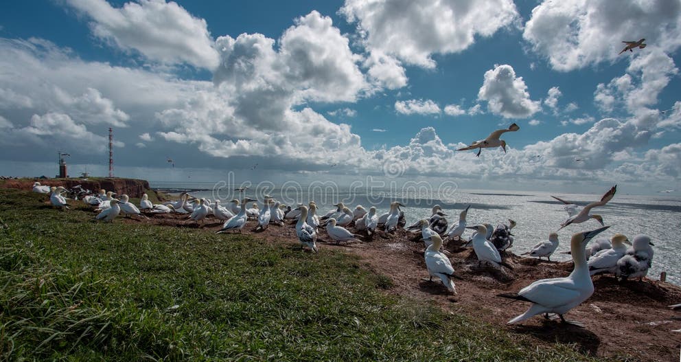 Birds on the Island of Helgoland Stock Image - Image of ocean, coast ...